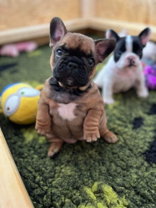 5 týdnů "A" Heart Boyard :: Heart Boyard